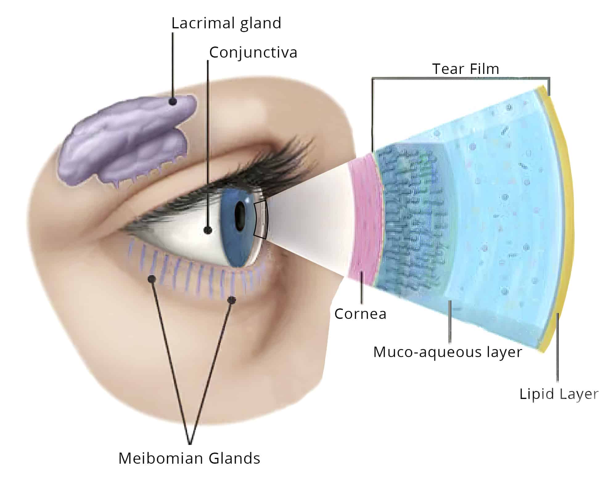 Dry Eye Disease Tear Film Imager Dry Eye Disease Tear Film Imager